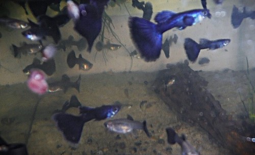 Black Moscow Guppy pair live fish | eBay