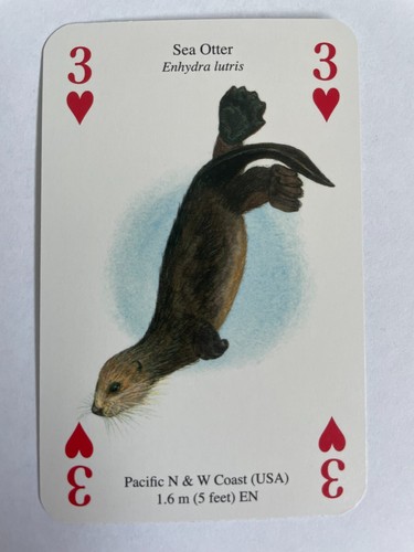 Sea Otter Heritage World Famous Whale Dolphin. Art John Denaro Playing ...