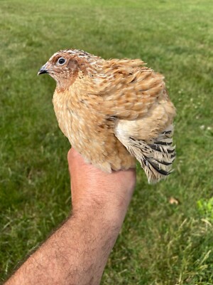 25 + Jumbo Italian Quail Hatching Eggs | eBay