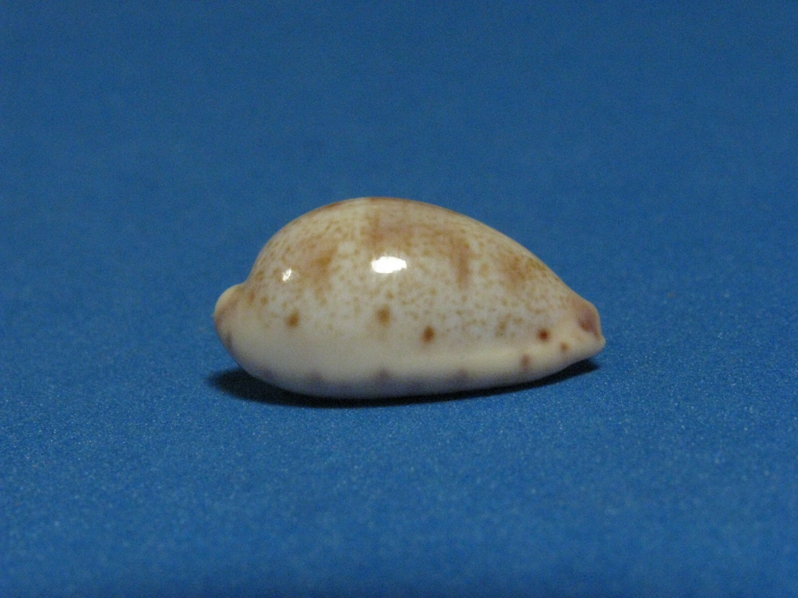 Cypraea walkeri J. E. Gray,1832 "WALKERS COWRIE" (21.4mm) | eBay