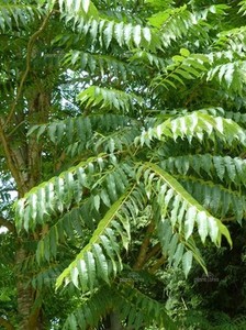 Toona sinensis CHINESE TOON TREE Seeds! EXOTIC! | eBay