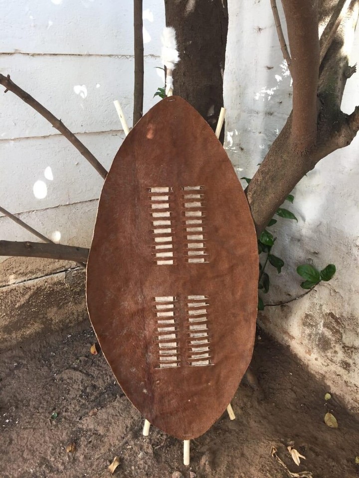 XXL Zulu Shield 145cm Brown White Isihlangu Cowhide African Warrior ...