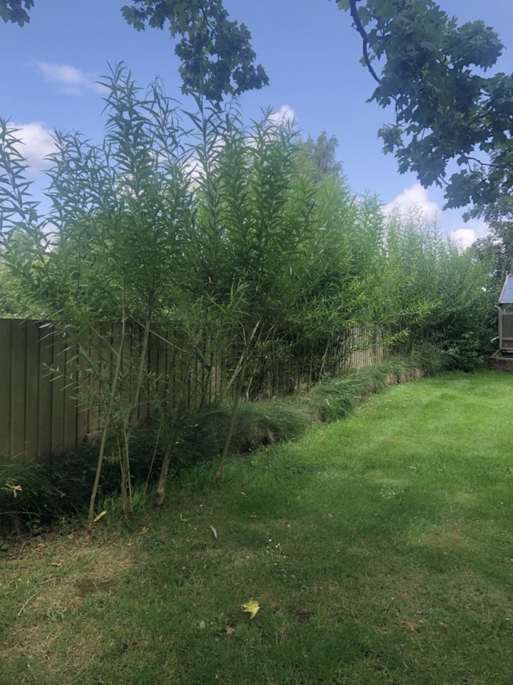 Super Willow - 25 x Salix Viminalis Gigantea Unrooted Cuttings for ...