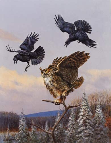 Owen Gromme Getting Even - Great Horned Owl and Crows 1984 Numbered 850 ...
