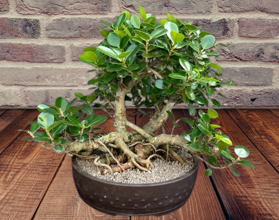 Green Island Ficus Bonsai Tree Indoor Easy Care Potted ficus microcarpa ...