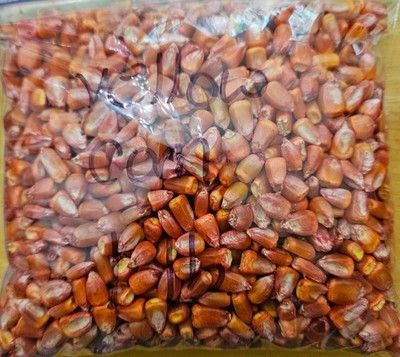 1 Pound Reid's Yellow Dent Corn Seeds For 2026 Planting Open Pollinated ...