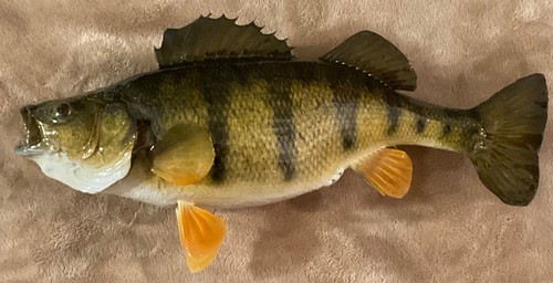 big jumbo perch skin mount taxidermy fish home office cabin wildlife ...