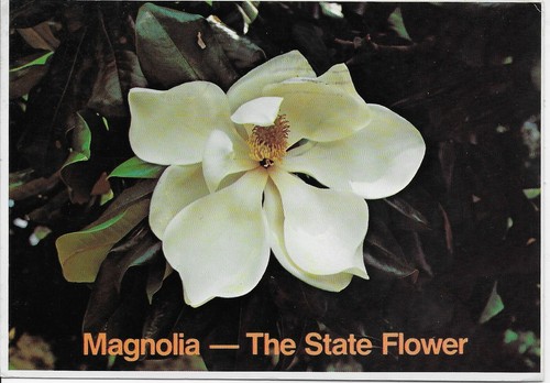 Louisiana State Flower Magnolia Facts | Best Flower Site