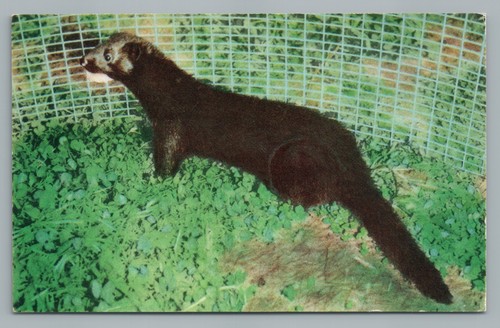 Pollack Mink Park DEER LAKE Pennsylvania—Hamburg PA Fur Farm Vintage ...
