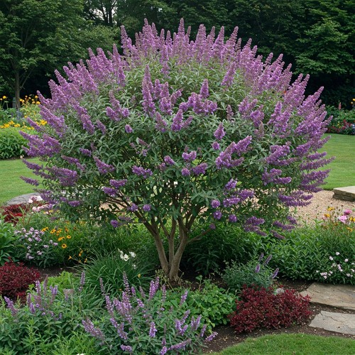 Chaste Tree Plant Live Vitex Agnus Castus Potted in 2.5Q Container ...