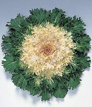 Flowering Kale Coral Prince White 1,000 seeds | eBay