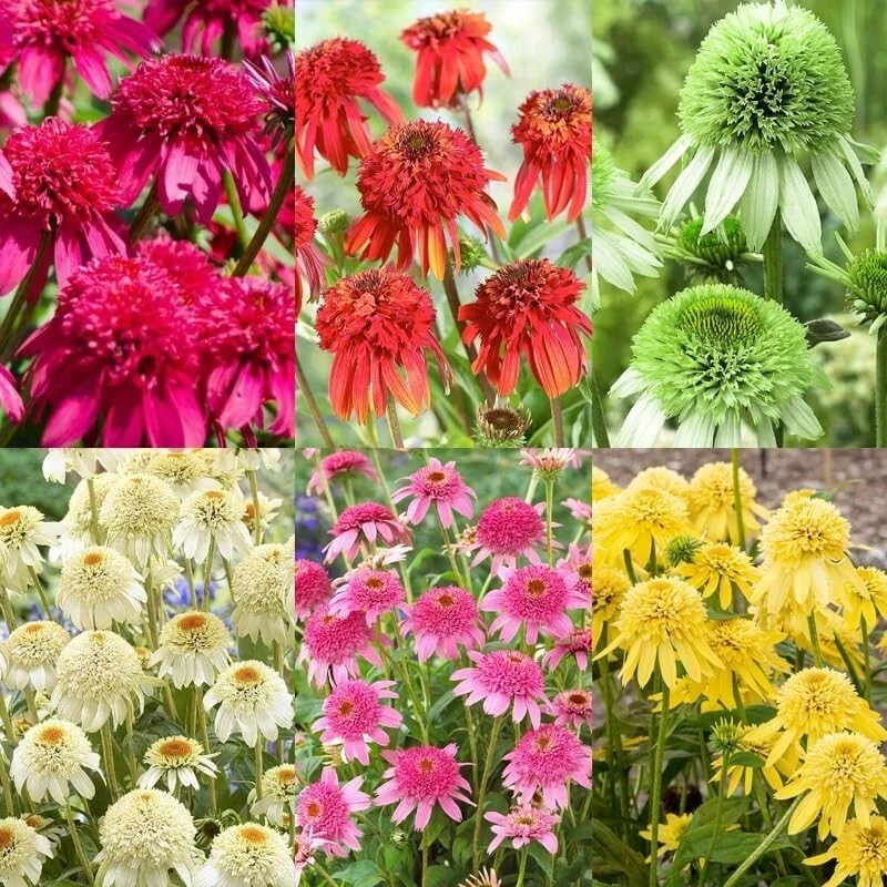 1000+ Double Echinacea Coneflower Seeds for Planting -Perennial Cone ...