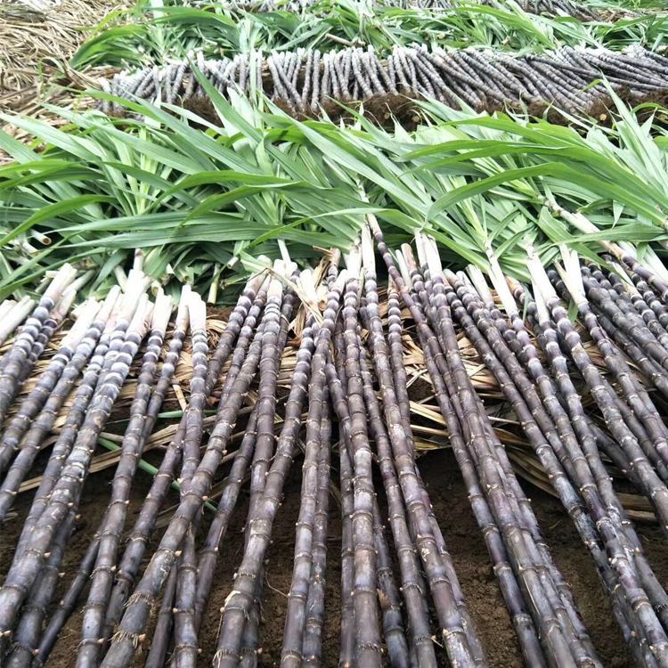 Black Sugar Cane
