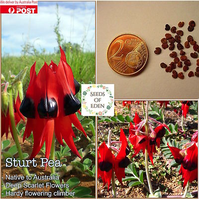 10 STURT PEA Seeds(Swainsona formosa); Australian Native Plant | eBay UK