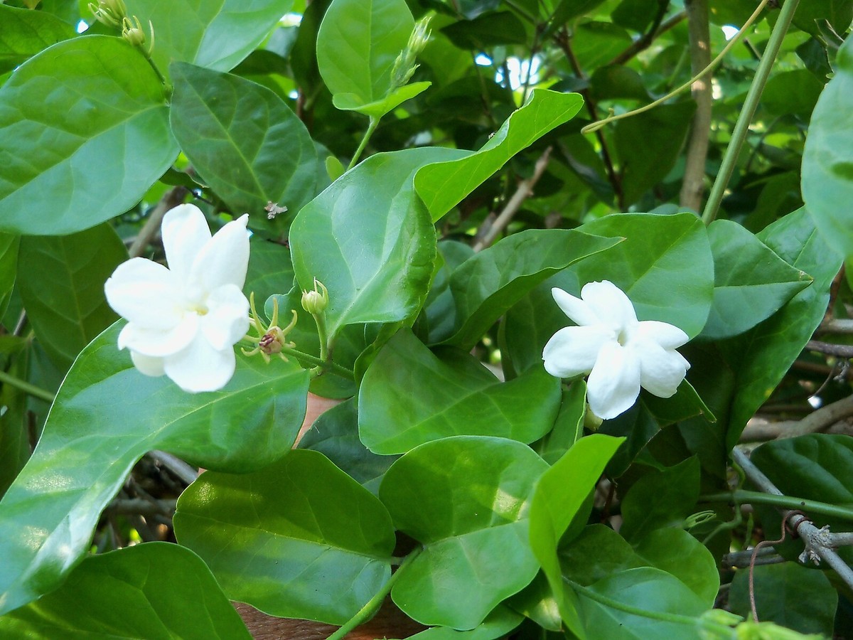 Arabian Tea Jasmine Plant