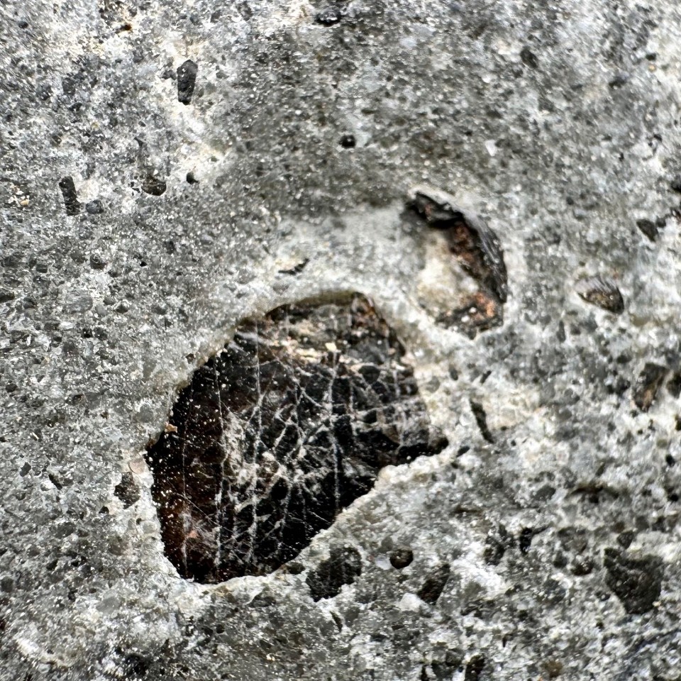 Rare Triassic Fossil Bed - Fish, Shark, Reptile Bones & Coprolite ...