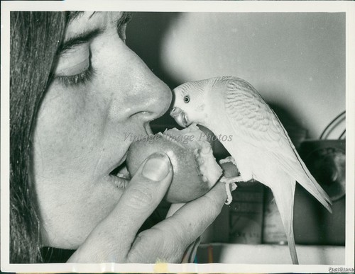 1961 Daphne Russell London Shares Apple With Pet Budgerigar Animals 7X9 ...
