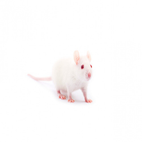 Frozen Feeder Rats for Reptiles - 9 different sizes - FREE SHIPPING | eBay