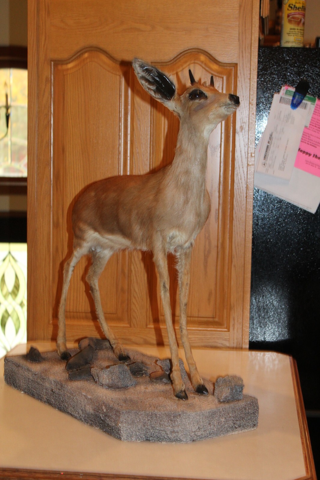 Taxidermy Steenbok Antelope Mount Duiker Africa Safari Hunt Whitetail ...