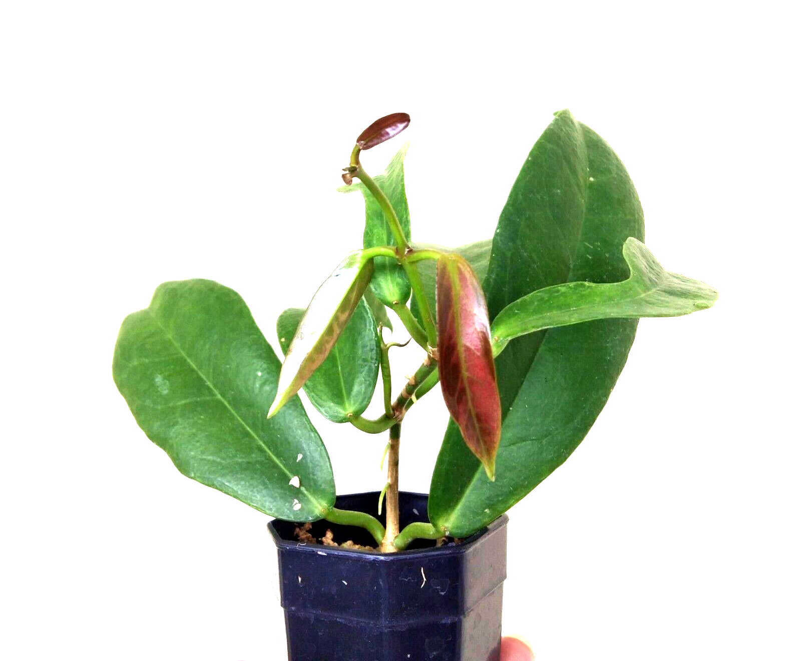 Hoya subcalva ( grape fragrance ) 8-15 inchs well rooted. | eBay