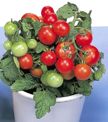 RED ROBIN Dwarf TOMATO Seeds Organically Grown Unique Creek Homestead ...