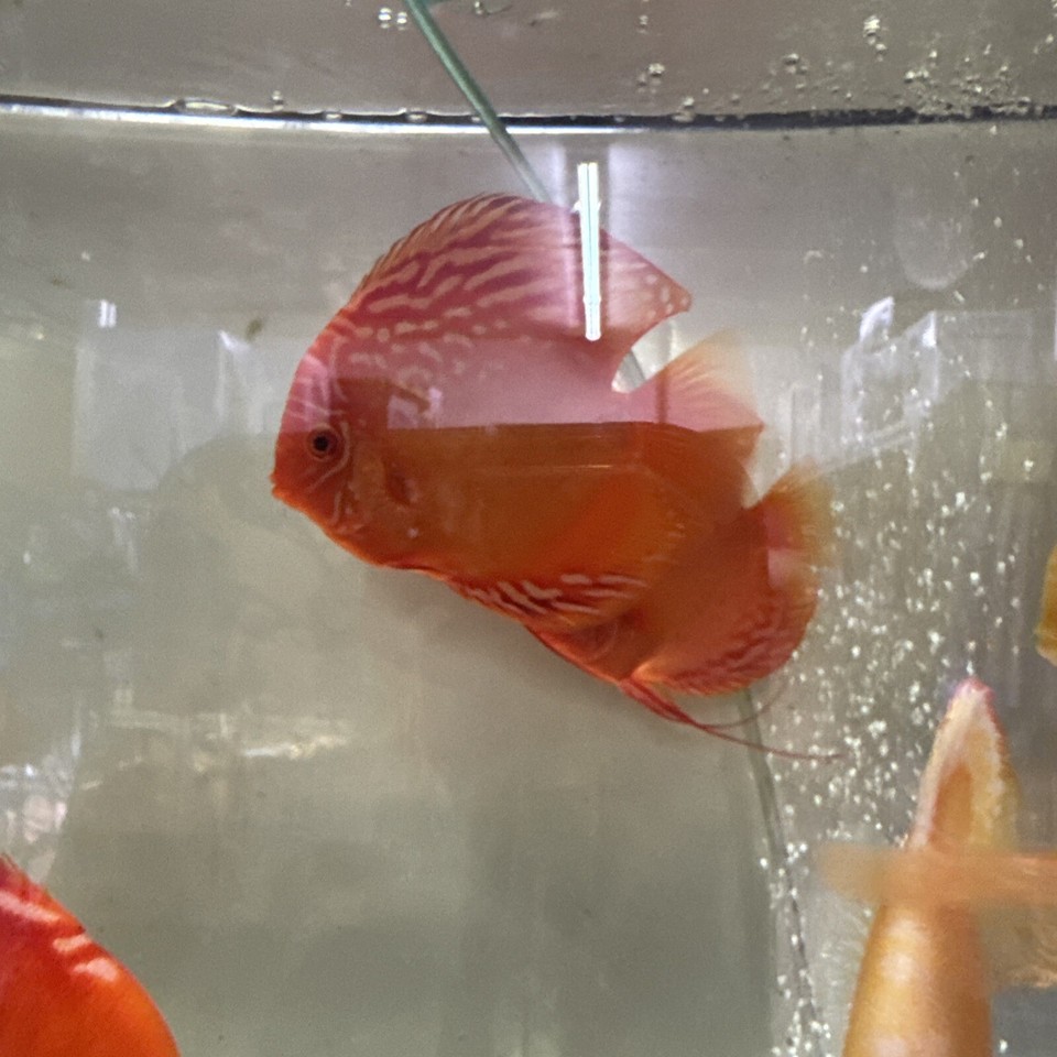 Albion Red Soild Discus 5 Inch Tropical Live Fish | eBay