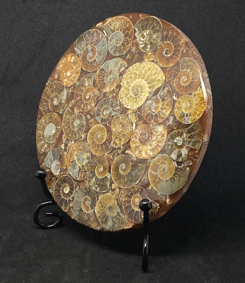 Large Fossil Disc With Natural Conch 416 Million Year Old Crystal ...