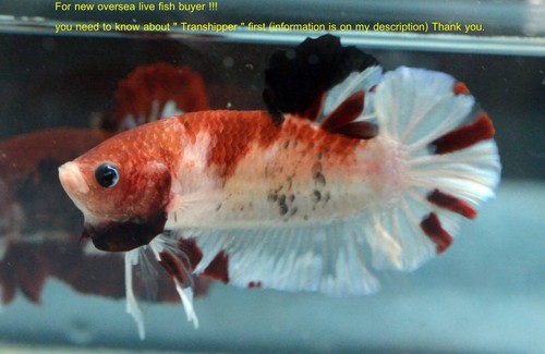 Halfmoon Plakat Betta fish Red Fancy Hmpk male a66 From Thailand | eBay