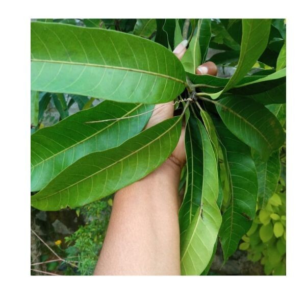 100% Natural Organic Dried Ceylon Mango Leaves Whole | eBay