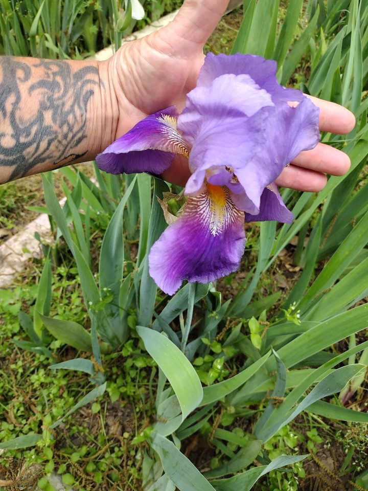 10 Iris Fresh Bearded Iris Rhizomes Mixed Varieties | eBay