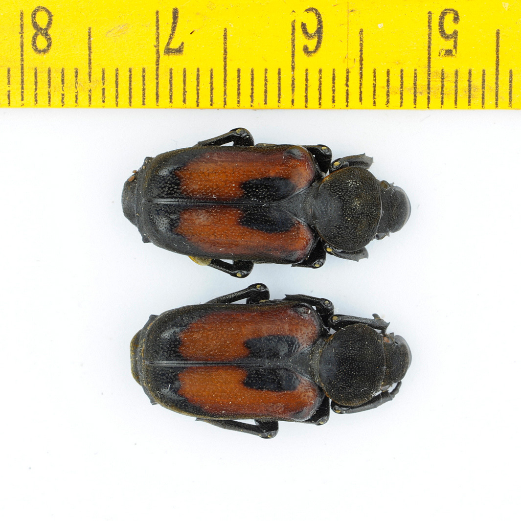 BEETLE - Cetoniidae - Clinterocera jucunda (Pair) - THAILAND - 2784 | eBay