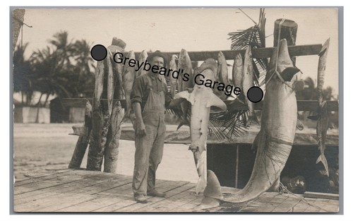 RPPC Fishing SHARKS and DOLPHIN! Catch FL Florida Vintage Real Photo ...