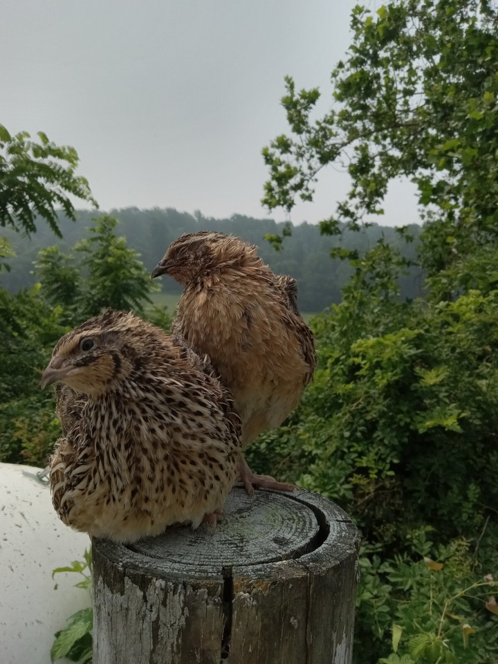 67+ brown pharaoh coturnix quail hatching eggs for sale | eBay