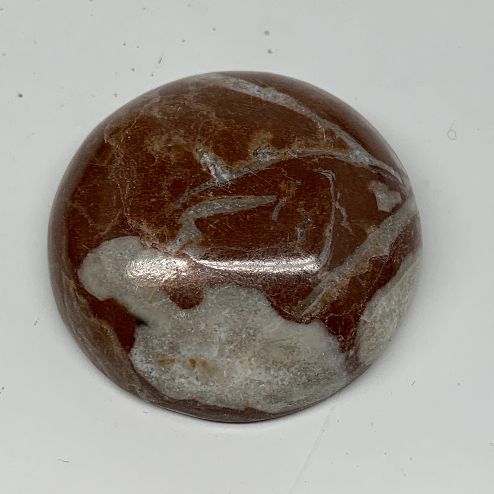 48.7g, 1.8"x0.6", Natural Untreated Red Shell Fossils Round Palms-tone ...