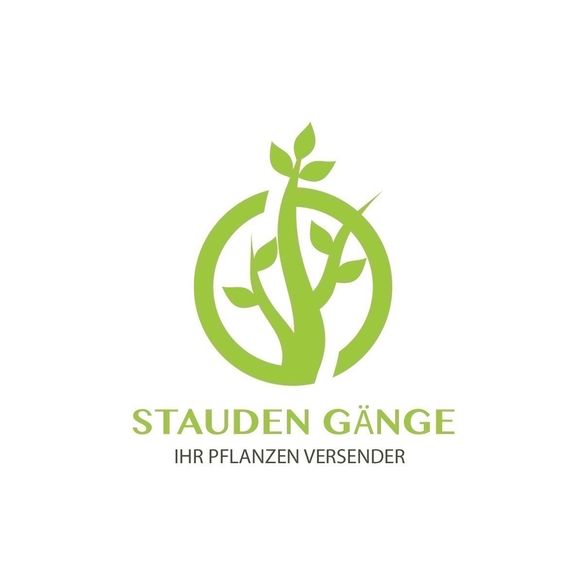 Geranium 'Rozanne ®' (Storchschnabel) DAUERBLÜHER - Bodendecker/Staude ...