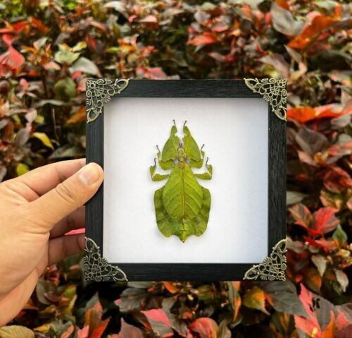 Real Framed Walking Leaf Insect Shadow Box Bug Frame Taxidermy ...