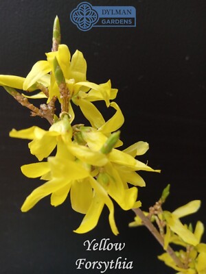 3 Forsythia Plants - Forsythia Suspensa - 6 to 8 inches - Yellow Spring Blooms | eBay
