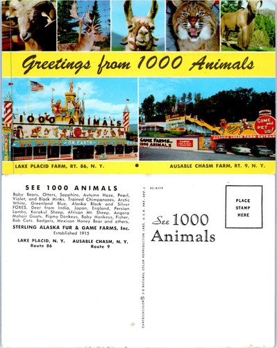 Greetings from 1000 Animals, Lake Placid, Ausable Chasm, NY Vintage ...