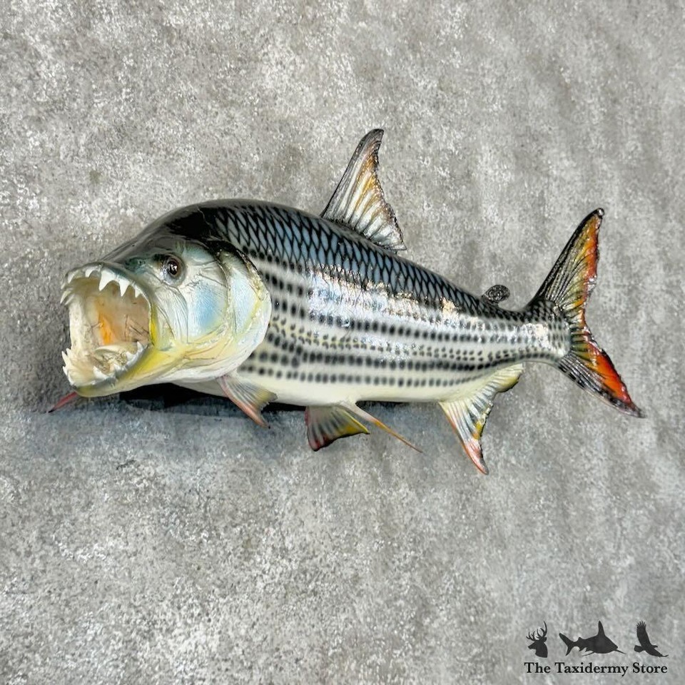#28973 E | African Tigerfish Taxidermy Mount For Sale - African River ...
