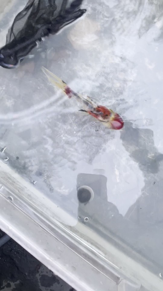 Azuma Nishiki Goldfish(top view oranda) 4-5” | eBay