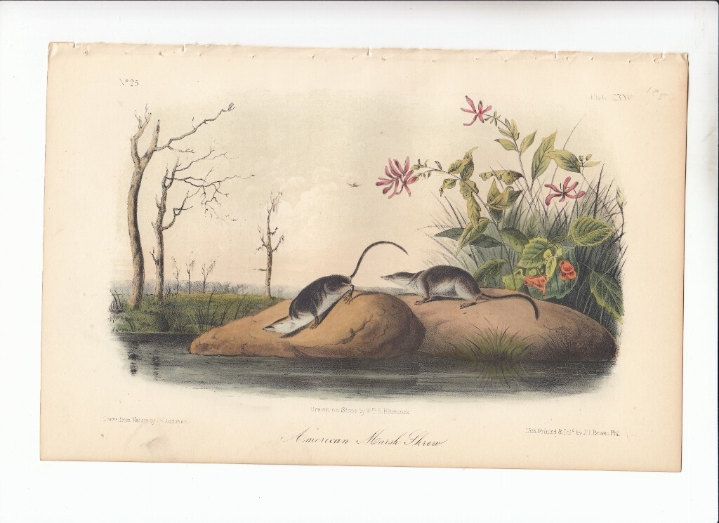 Original Audubon Quadrupeds Of America 8vo Print 1854: AMERICAN MARSH ...