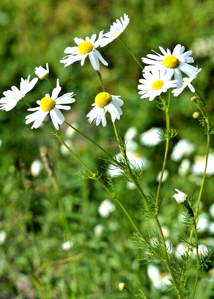 15000 GERMAN CHAMOMILE SEEDS NON-GMO HEIRLOOM FLOWER TEA MEDICINAL HERB ...