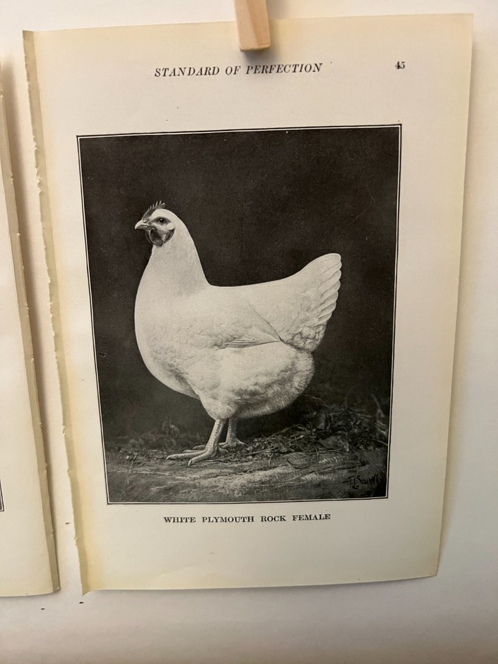 Vintage CHICKEN PRINTS White Plymouth Rock. c1912. Farm House Ephemera ...