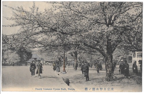C.1910 PPC CHERRY BLOSSOMS, UYENU PARK, TOKYO, Japan, Umbrella Ditch ...