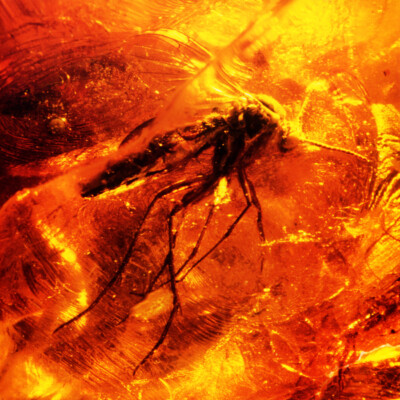 Abstract Collection - Bug in Amber - Canvas Art Poster 24" x 24" | eBay