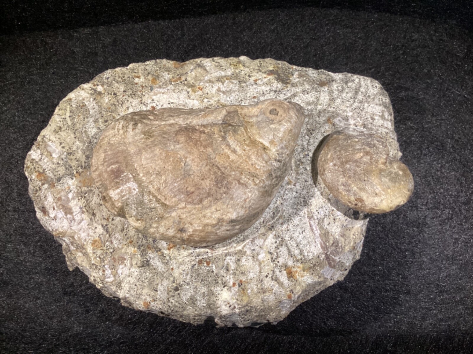 Nautilus Aturia aturi and Spondylus specimens on Matrix , Eocene ...