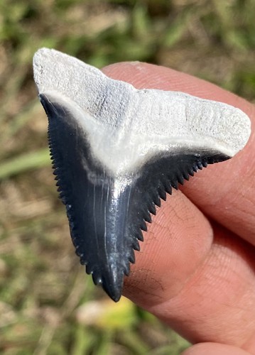 Bone Valley Hemipristis Shark Tooth 1.48in | eBay