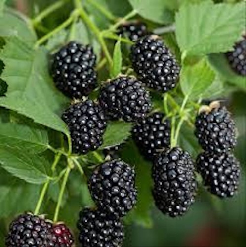 3 Blackberry Plant Sweetie Pie Starter Plant Rubus Fruit Bare Root non ...