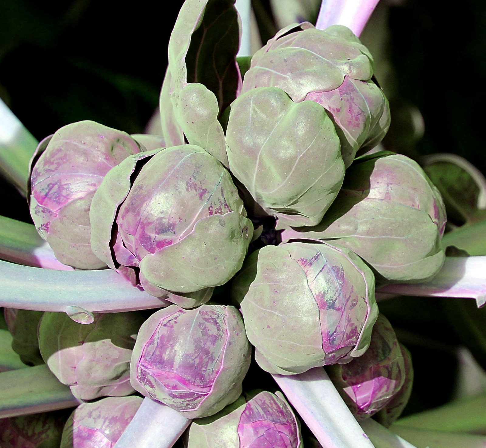 Roter Rosenkohl Pflanzen