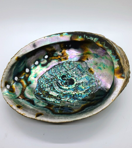 Vintage Abalone Shell Rainbow Pearlized Iridescent Smudge Pot Soap ...